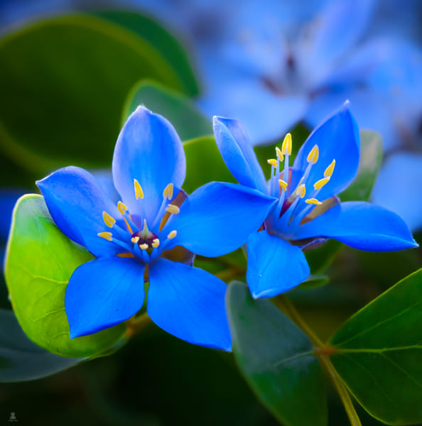 Flower by Alaa Su | 500px