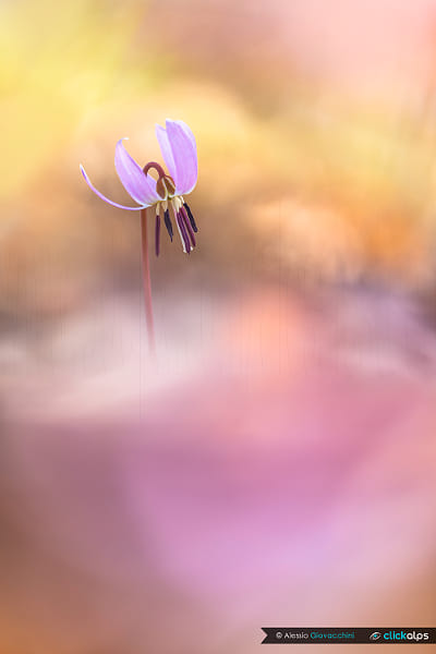 Vagabond by Ashlyn Mae Photography | 500px