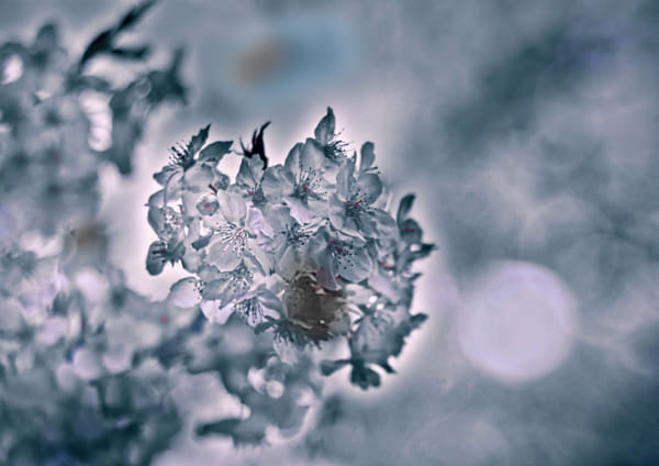 Ephemeral Bloom by yoshitaka ooyama | 500px