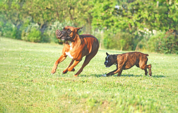 Two dogs chasing each other on grassy field by Minh Hoang Cong | 500px