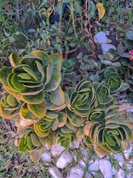 SUCCULENT by Jorge Dorantes Gonzalez | 500px