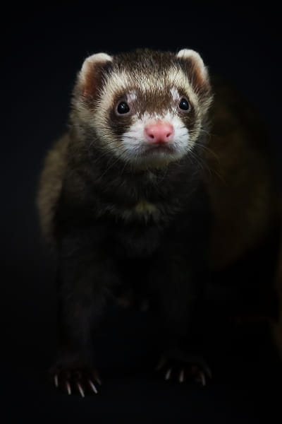 Paddy. by Alan Hinchliffe | 500px