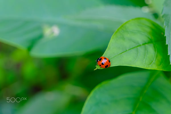 Ladybug Resting on a Green Leaf by Kazutaka | 500px