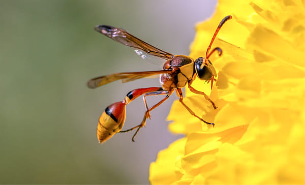 Delta esuriens by alimirpur | 500px