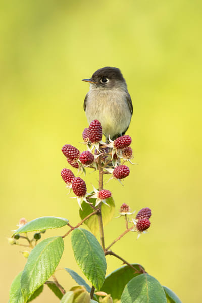 Black-capped flycatcher by Milan Zygmunt | 500px