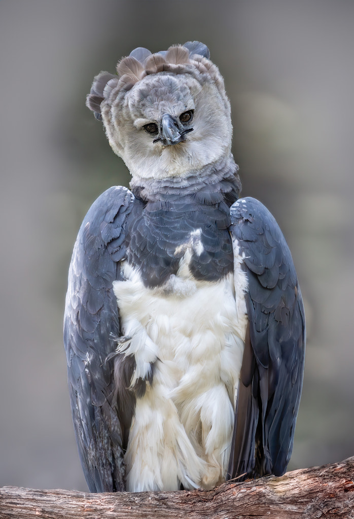 Gorgeous Harpy Eagel by Maureen Mackenzie Award winning Photographer ...