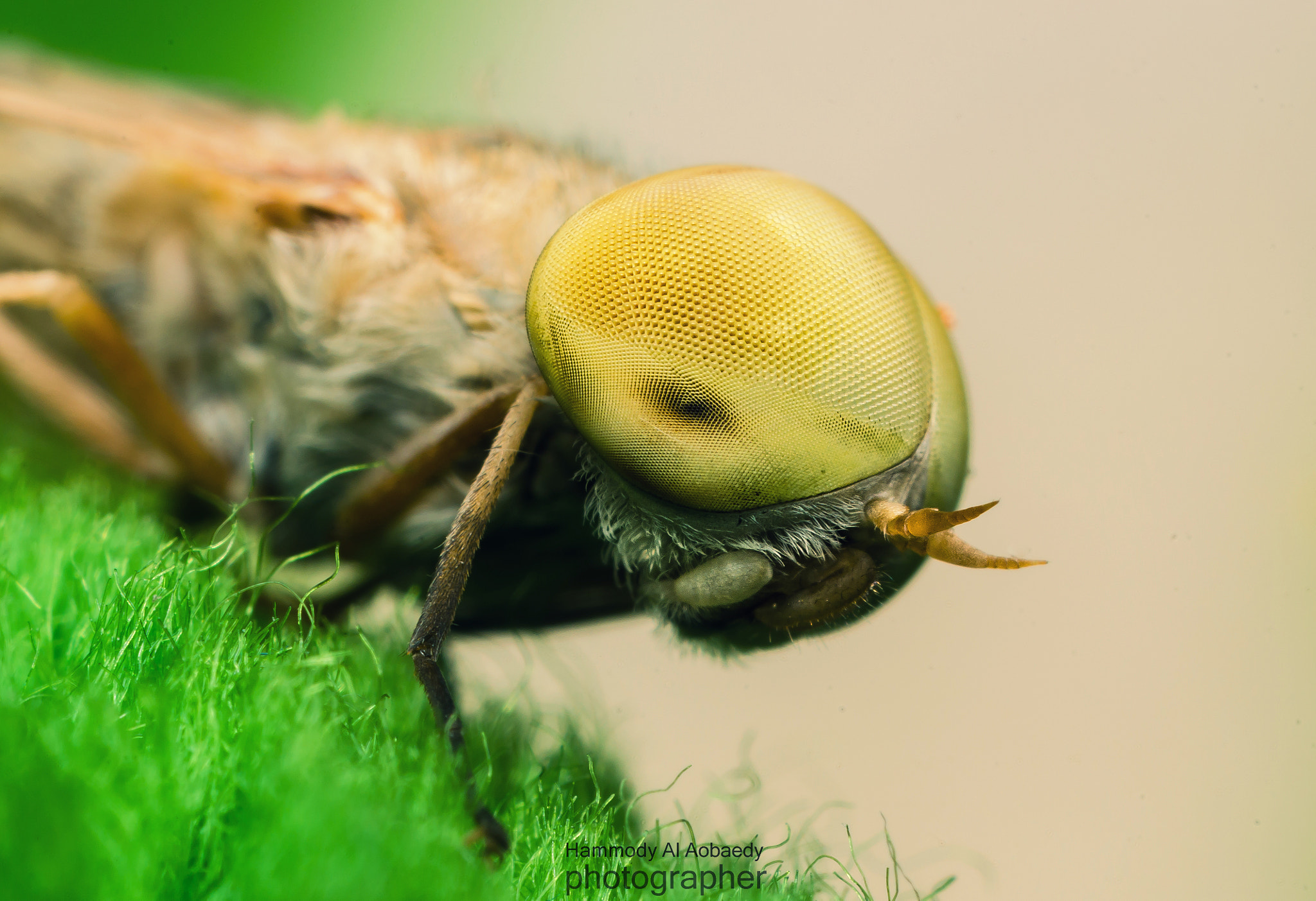 male Horse fly by Hammody Al Aobaedy - Photo 111086139 / 500px