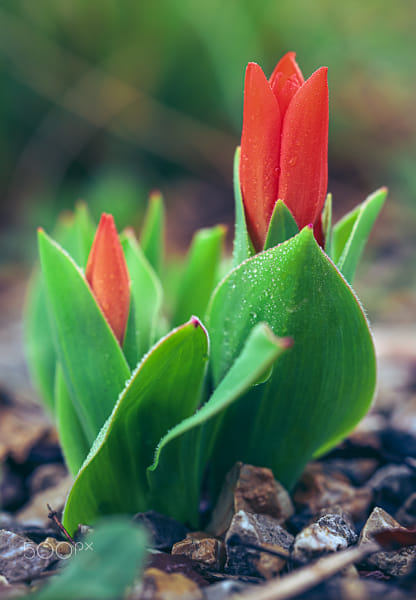 Close-up of Red tulip flower buds by PJFry | 500px