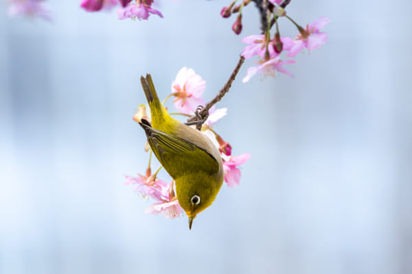 White-eye by JJ Yamaguchi | 500px
