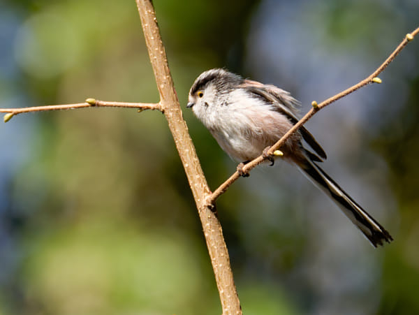 Orite by Antoine Gaillard | 500px