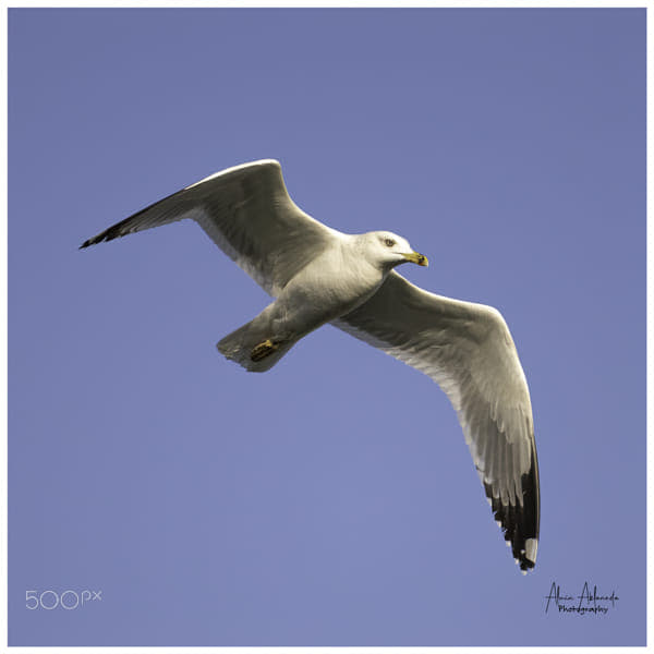 Seagull Soaring in Clear Blue Sky | nature photo by Vin Photography | 500px