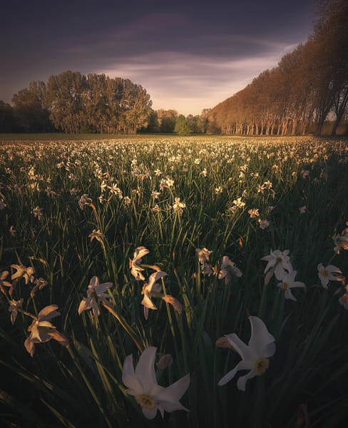 daffodils at sunset by Samuel | 500px