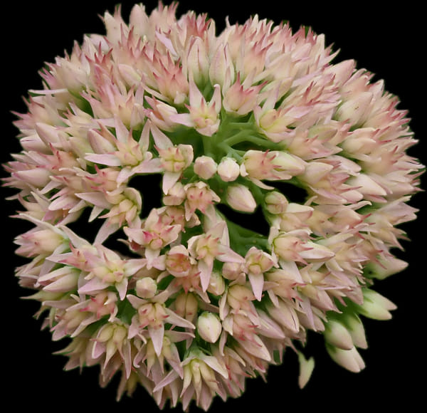 The beautiful and unique Allium … by Bill Cowles | 500px