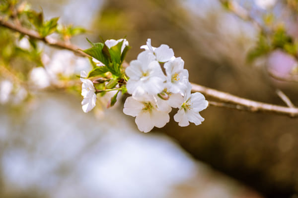 sakura surface by Naoto Sasada | 500px