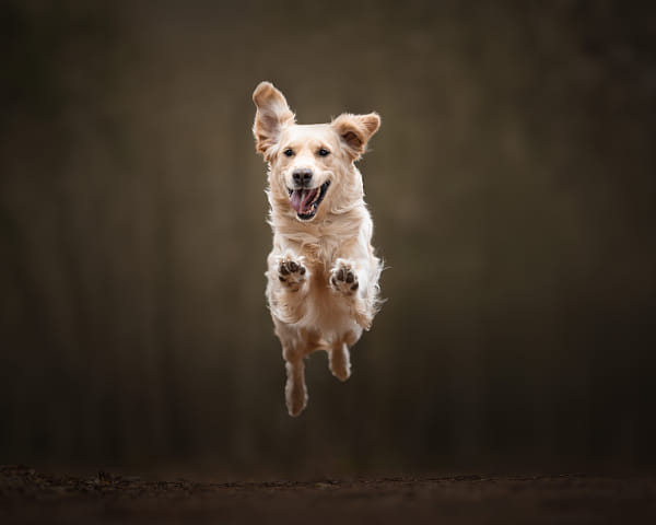 Portrait of dog running on footpath by Omica Photography | 500px