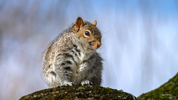 swan by Stefano Ronchi | 500px