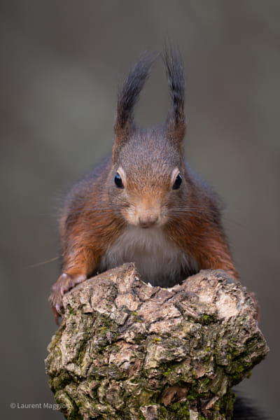 swan by Stefano Ronchi | 500px