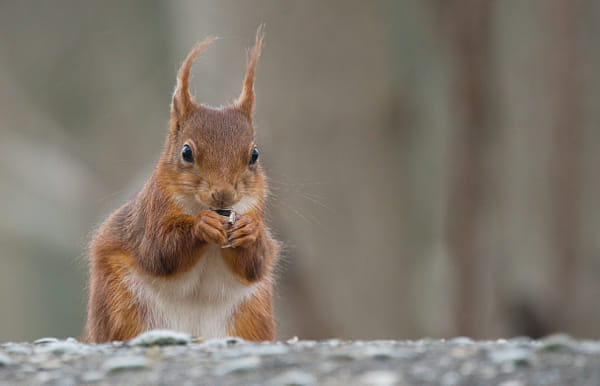 swan by Stefano Ronchi | 500px