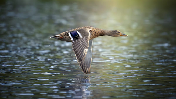 Low-level flights are also possible with retracted duck feet by Steen ...