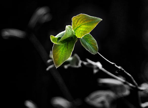 "black and white has fun with colors" by Andreas Weidmann | 500px