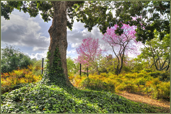 Ivy on the move by Terry Lucas | 500px