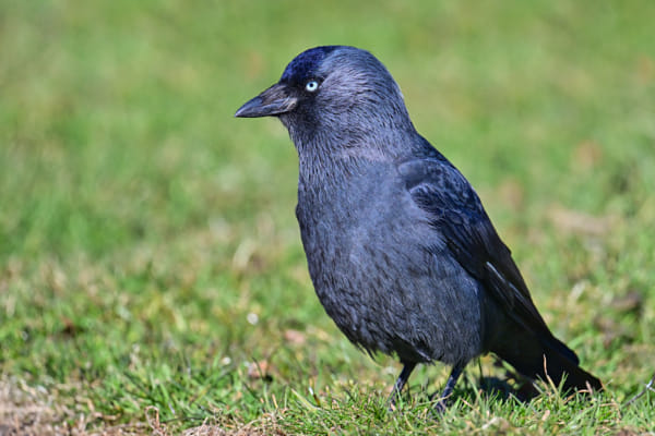 Close-up of jackdaw perching on grassy field by Bernhard Kaiser | 500px