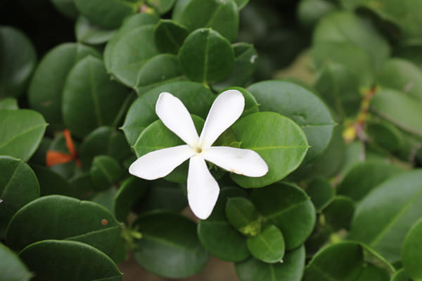 La Belleza de una Flor de Carissa by Lisbeth Estévez | 500px