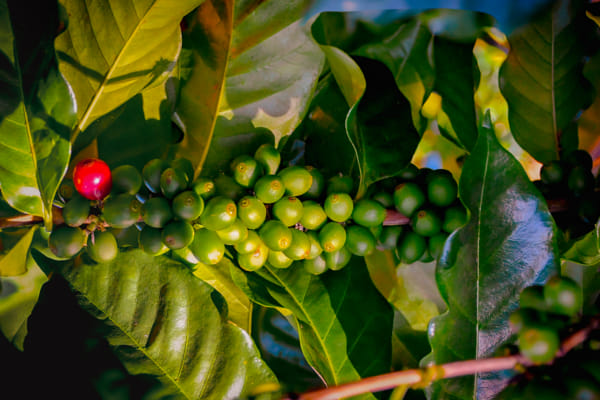 Coffee beans growing in Oahu Hawaii by Tom Skogen | 500px