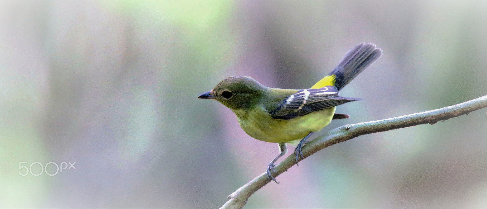 Yellow-rumped flycatcher by Khoi Tran Duc | 500px