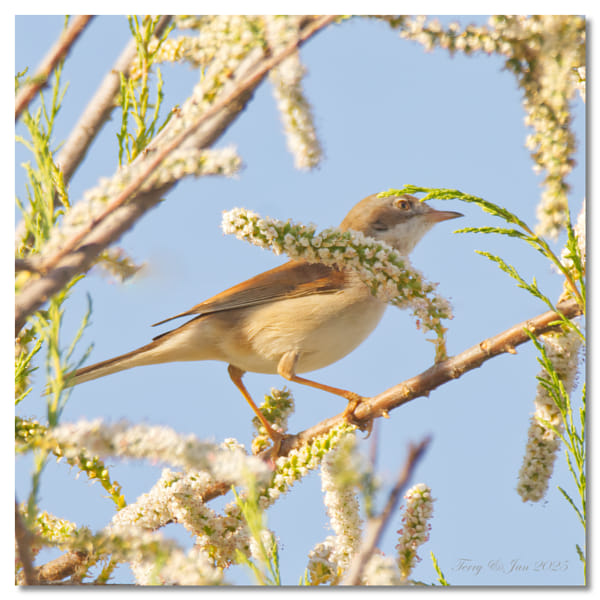 Common White throat. by Terry and Jan Farrow | 500px