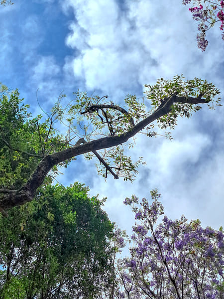 THE BRANCH AND CELESTIAL BODIES by Jorge Dorantes Gonzalez | 500px