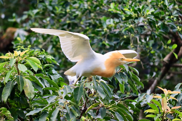 Cattle Egret by Helen Liao | 500px