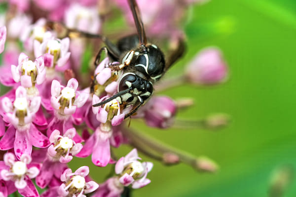 Bald-faced Hornet (Dolichovespula maculata) by Robert Kramer | 500px