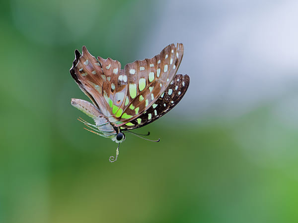 The amazing flight of the green spotted triangle butterfly by An Pham ...