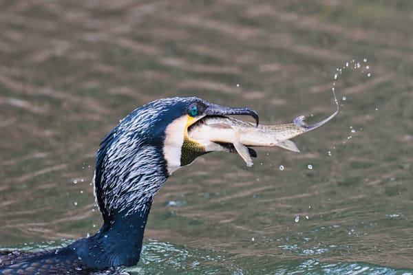 Cormorant Catching a Fish in Water | nature photo by shoji uno | 500px