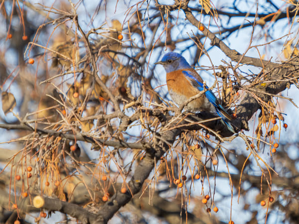 Western Bluebird by Steve R | 500px
