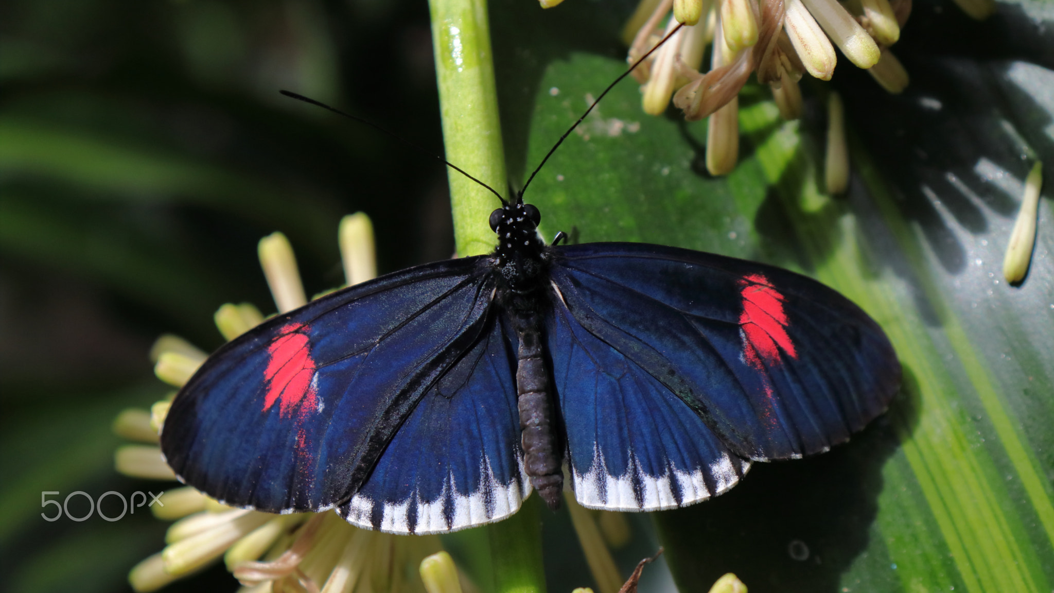 Red Postman by gT Comer | 500px
