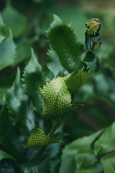 Close-up of plant growing on plant by Aivars Kuznecovs | 500px
