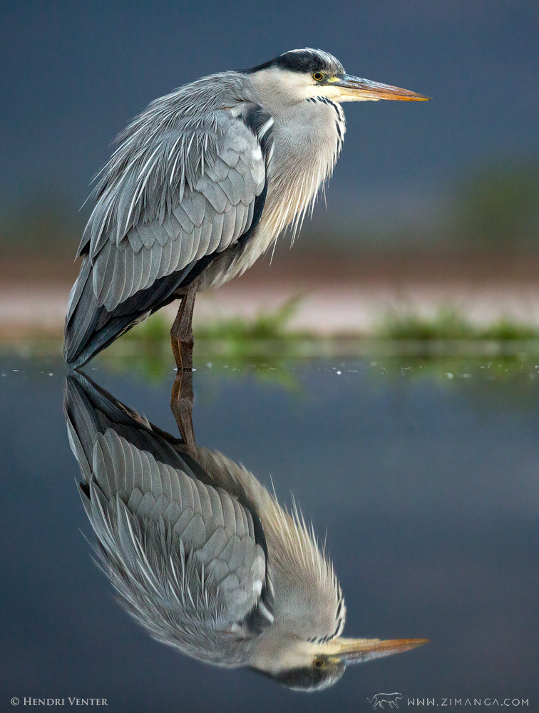 Grey Heron by Hendri Venter / 500px