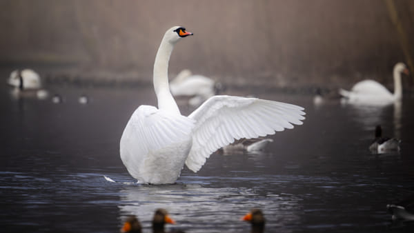 Three cheeky geese also want to be in the photo by Steen Han | 500px