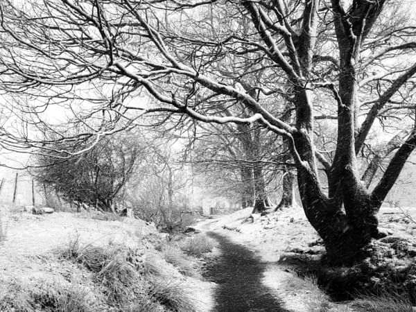 Winter woodland. by Alan Hinchliffe | 500px