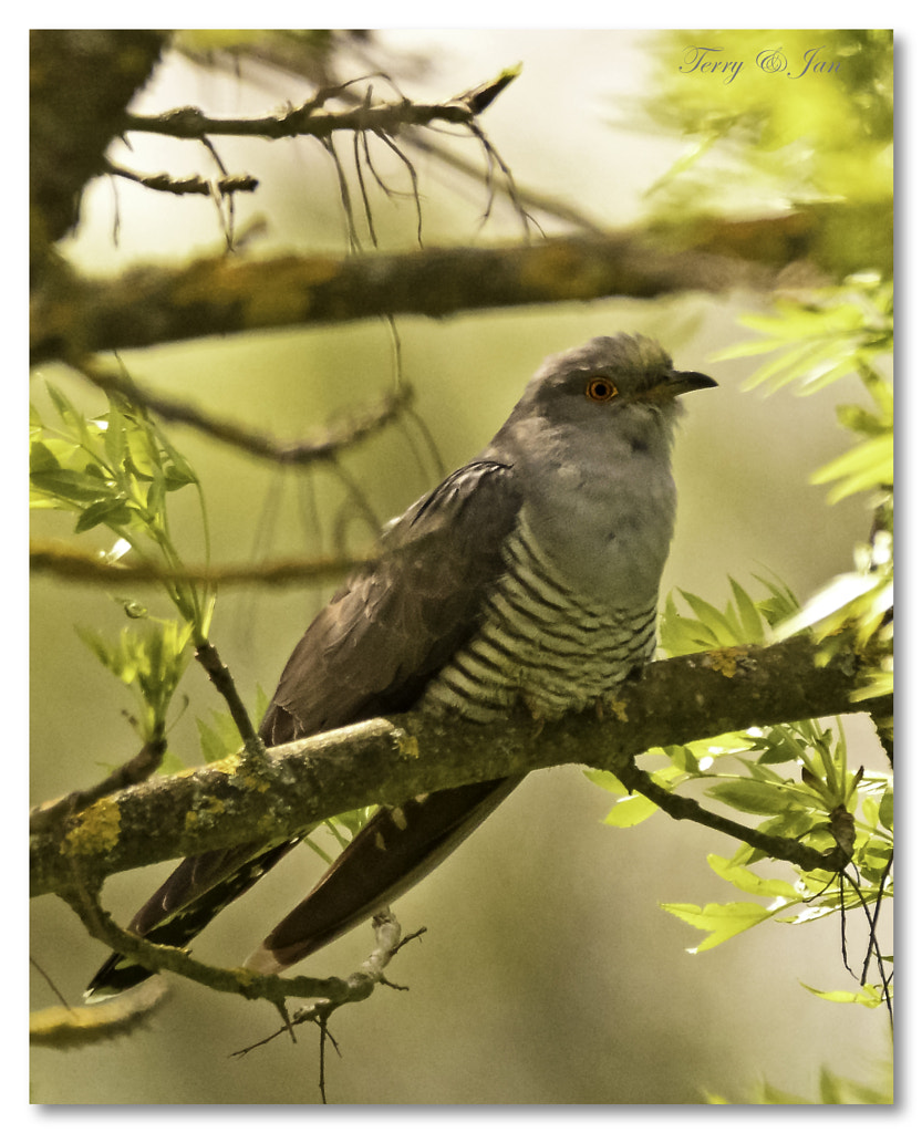 A sure sign of spring. by Terry and Jan Farrow | 500px