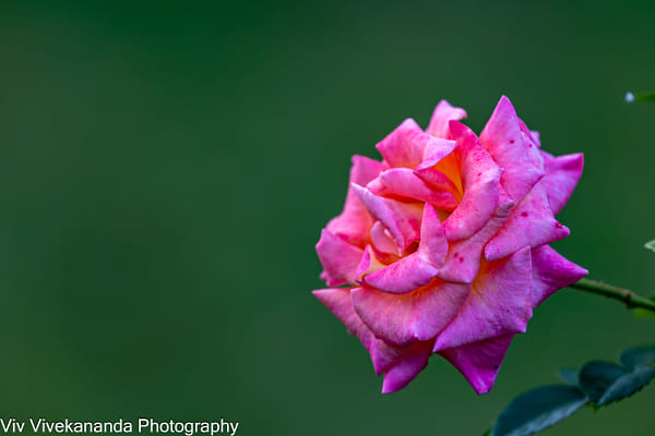 Daybreaker Grandiflora Rose blooms at our garden with fine morning mist ...