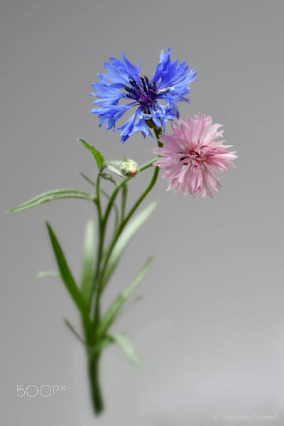 Flowers-Centaurea cyanus (0760) CPXF_25.04.08 by Giancarlo Tofanelli ...