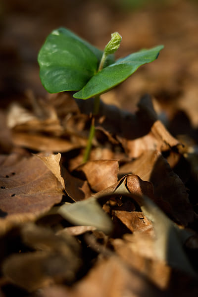 New Sprout Emerging from Fallen Leaves | nature photo by Waldgeist | 500px