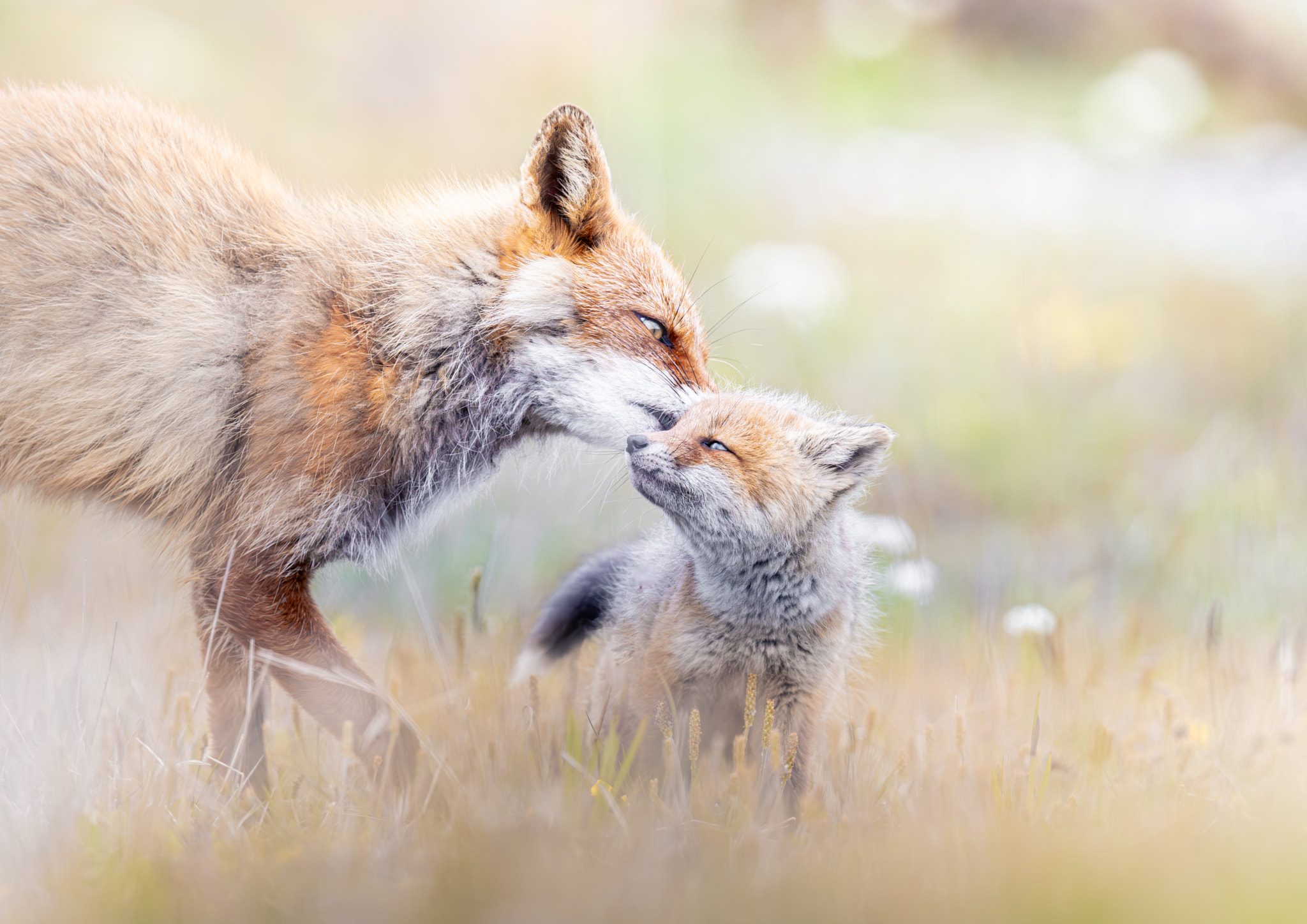 Spring Fox by Ryo Utsunomiya | 500px