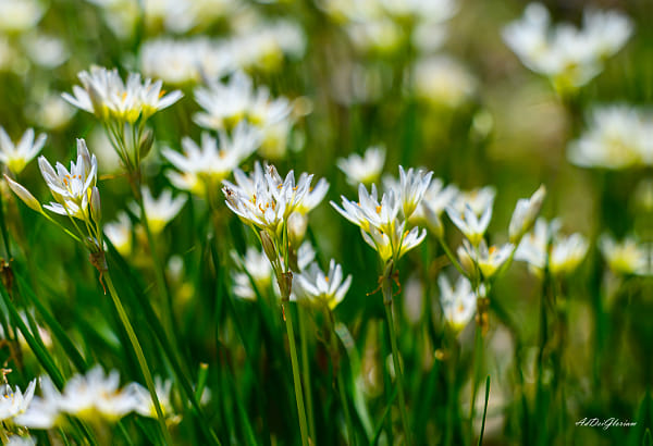 Look at the wildflowers, see how they grow. Drawing us their powers ...
