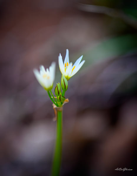 Look at the wildflowers, see how they grow. Drawing us their powers ...