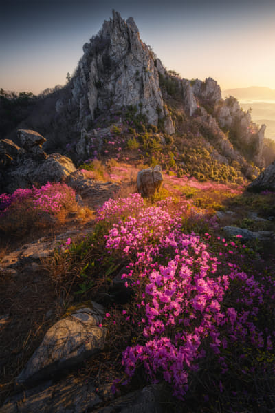 Majestic Mountain Landscape with Blooming Pink Flowers | landscape ...