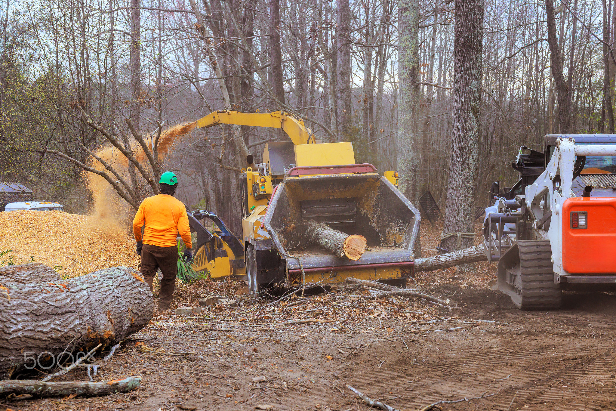 Tree removal and wood chipping process in a forested area during by ...